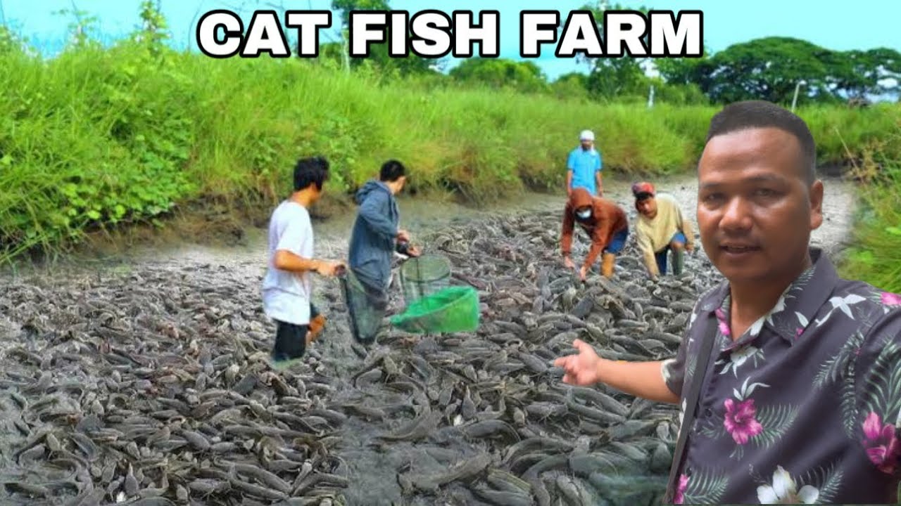 Visited Giant Cat Fish Farm in Krabi Thailand - YouTube