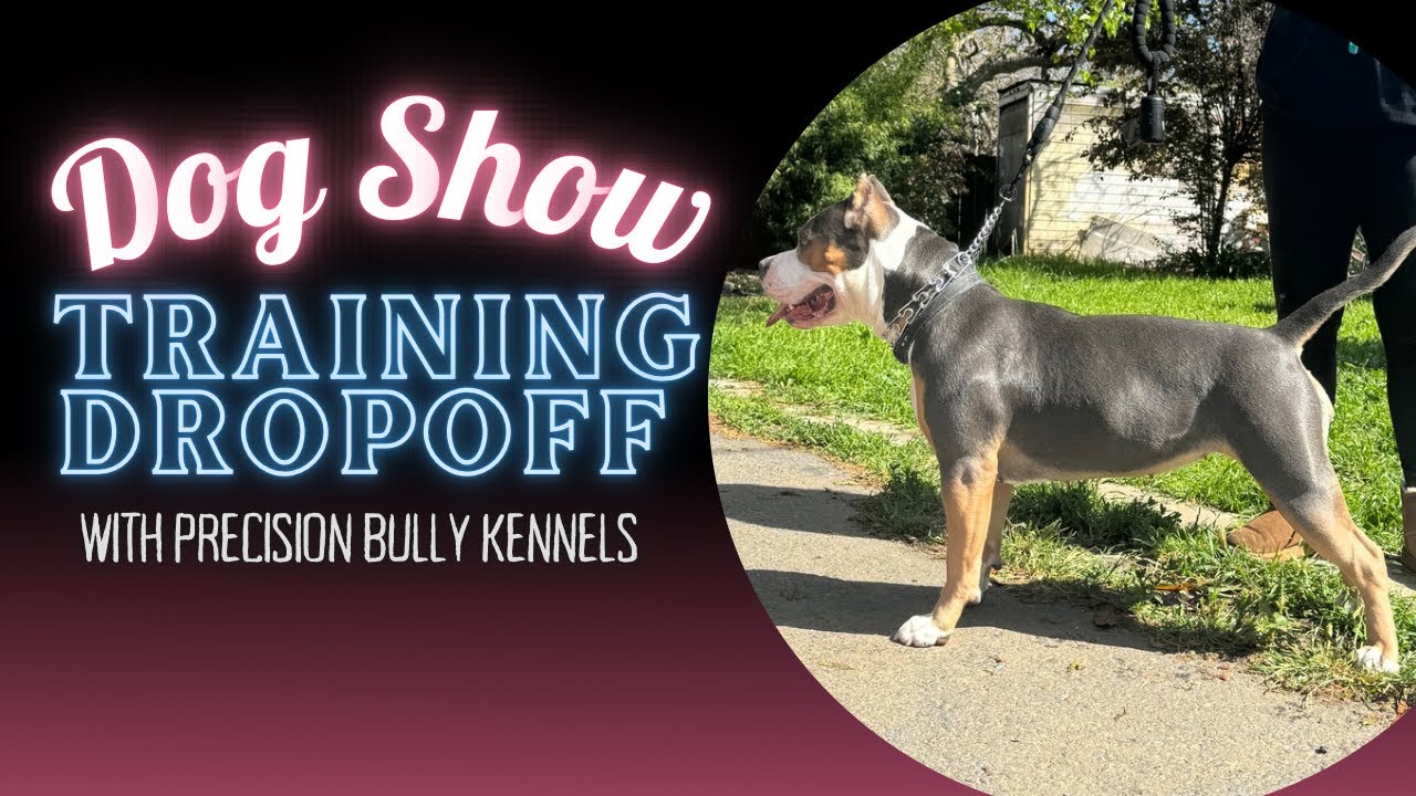 XL American Bully Show Training Trip - YouTube