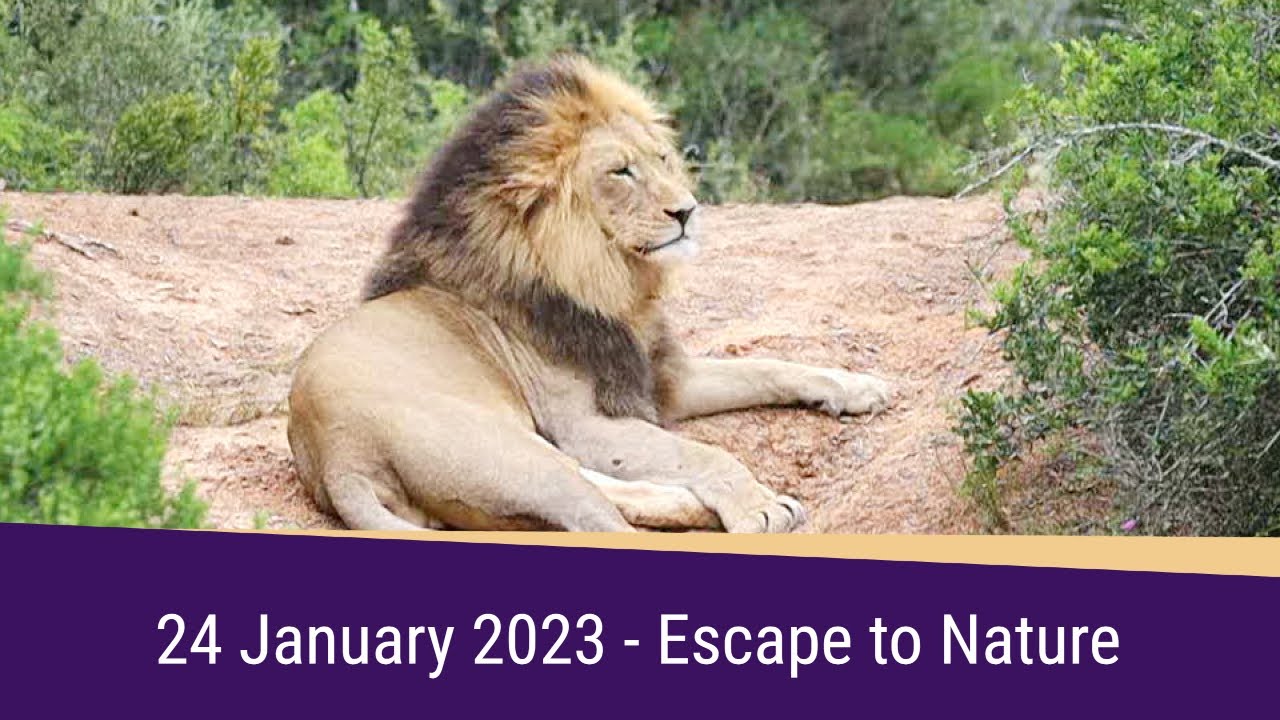 Escape to Nature Highlights 24 January 2023 - YouTube