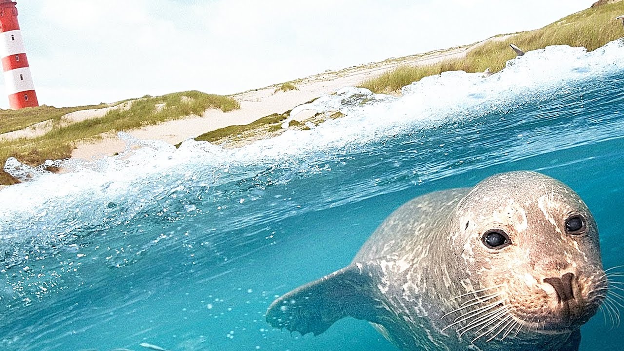 Die Nordsee - Unser Meer - Trailer 1 - Deutsch - YouTube