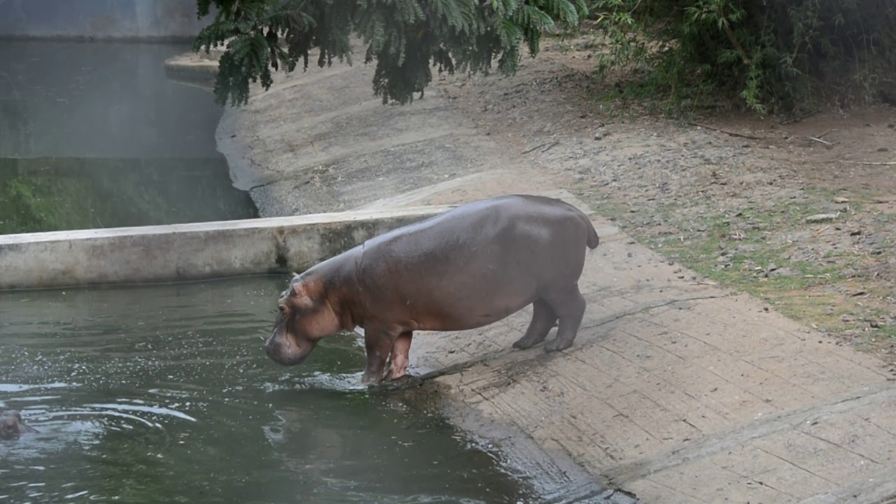 Hippo - Royalty free stock footage - YouTube
