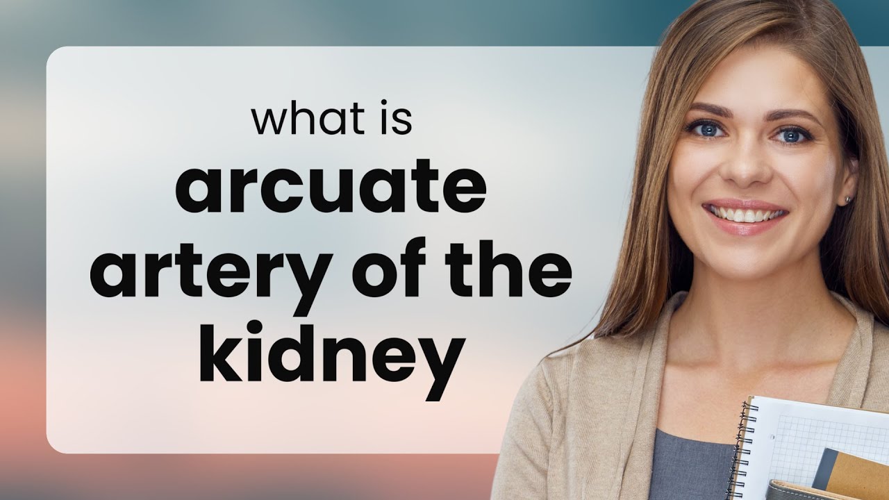 Arcuate artery of the kidney — what is ARCUATE ARTERY OF THE KIDNEY ...