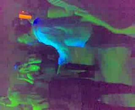 Poodle dancing - YouTube