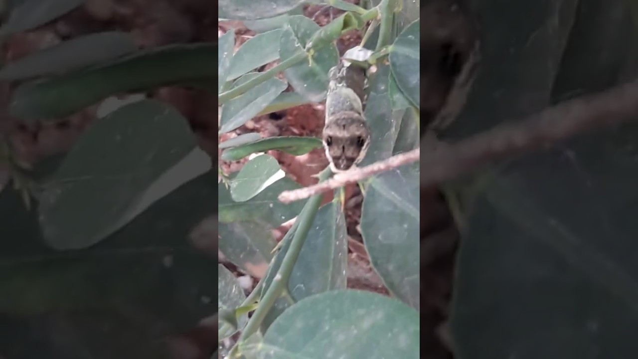 Lagarta mostra chifres - YouTube