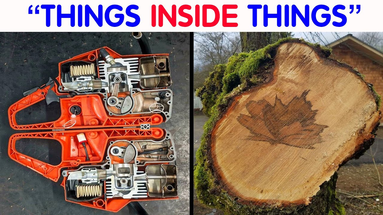 Surprising Things People Found Inside Other Things - YouTube