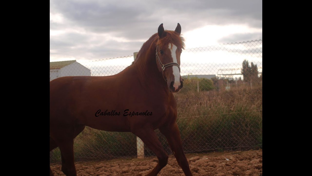 Andalusier Fuchshengst - YouTube