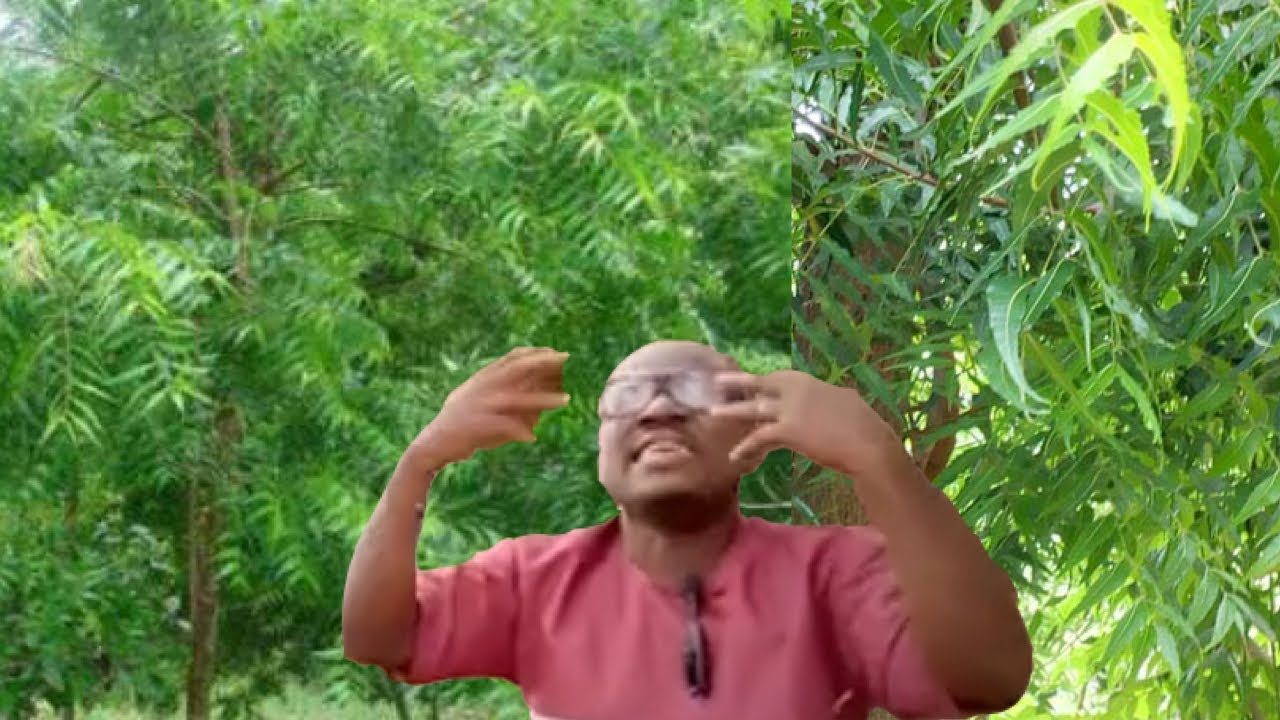 Put Neem Leaves In Your Pocket Before Going To Town - Mystical Herbs ...