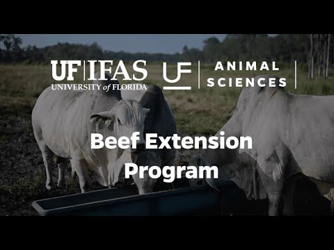 National Beef Month - Extension at UF Animal Sciences - YouTube