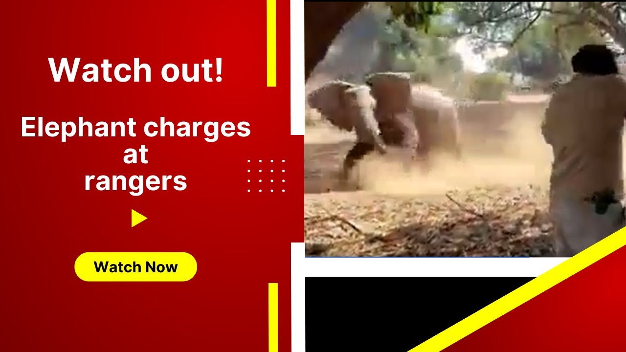 "Don't shoot!" Game Rangers stand firm against charging elephant in the ...