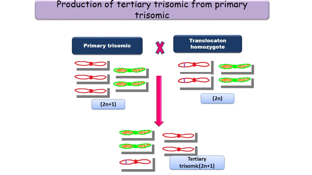 Trisomics in crop improvement - YouTube