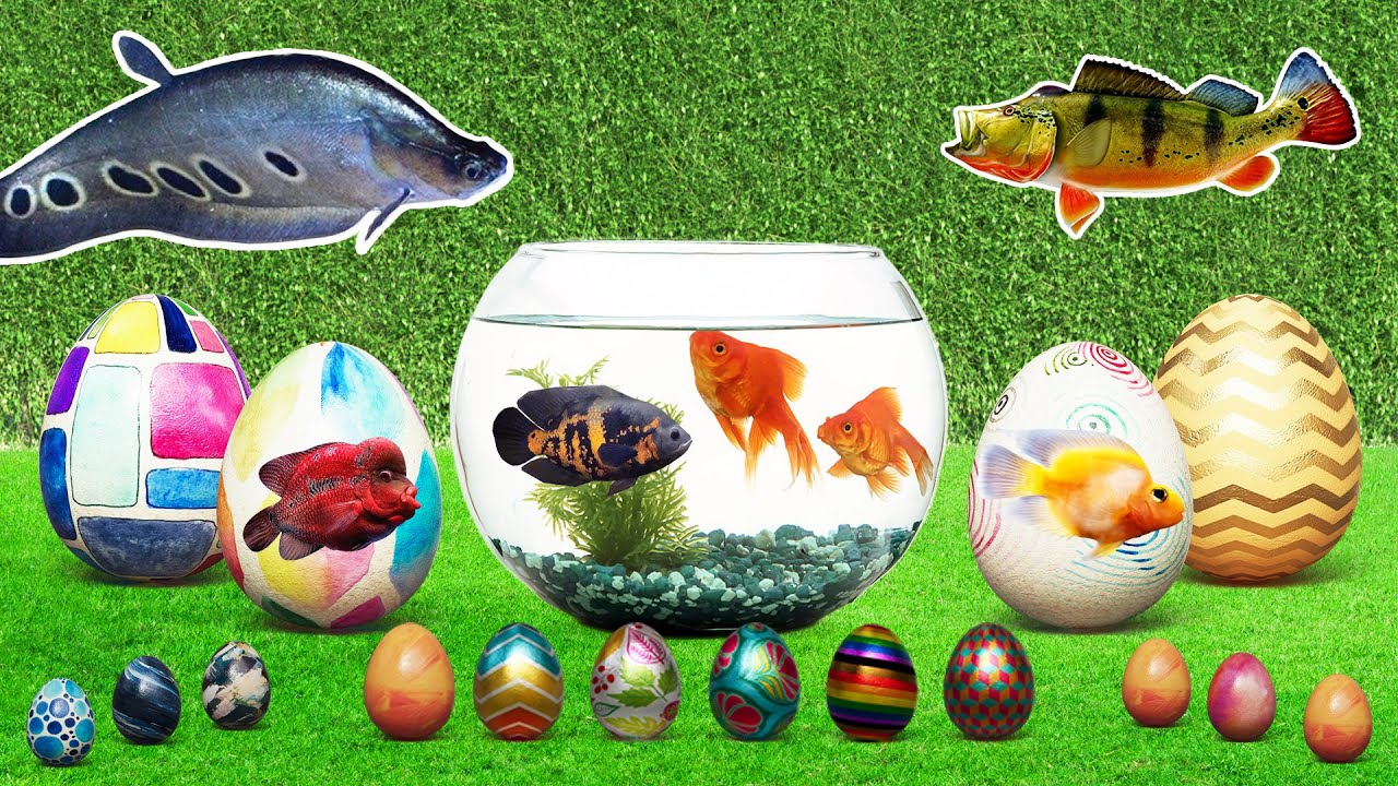 Aquarium of Colorful Surprise Eggs, Parrot Fish, Pbass Fish, Oscar Fish ...