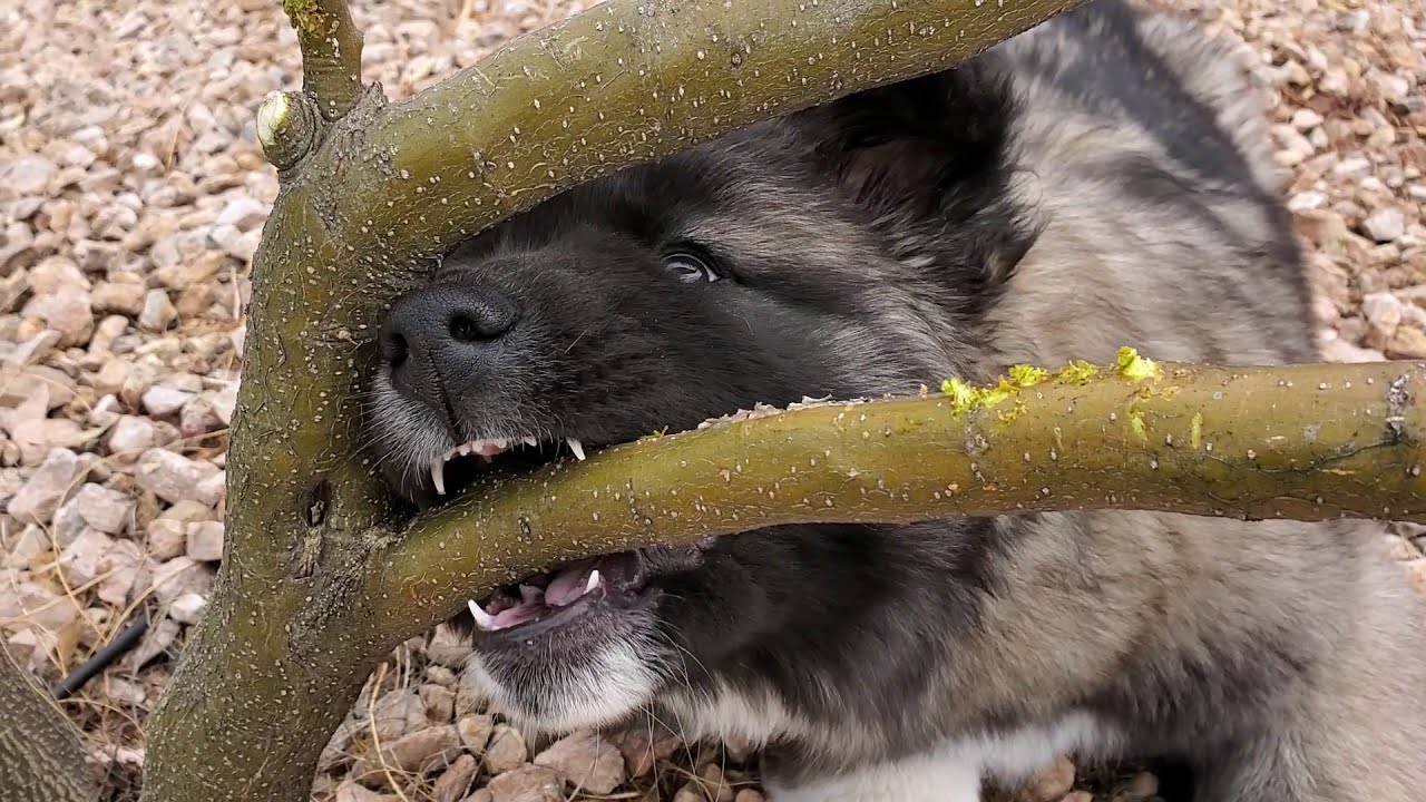 Super Sharp Teeth! American Akita Puppy Chewing On Tree Trunk ...