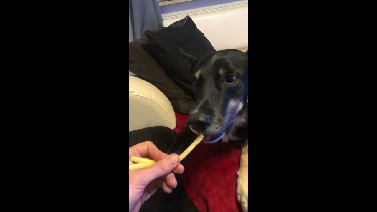 🍟Dog eat Fries Holiday Special🎄 - YouTube