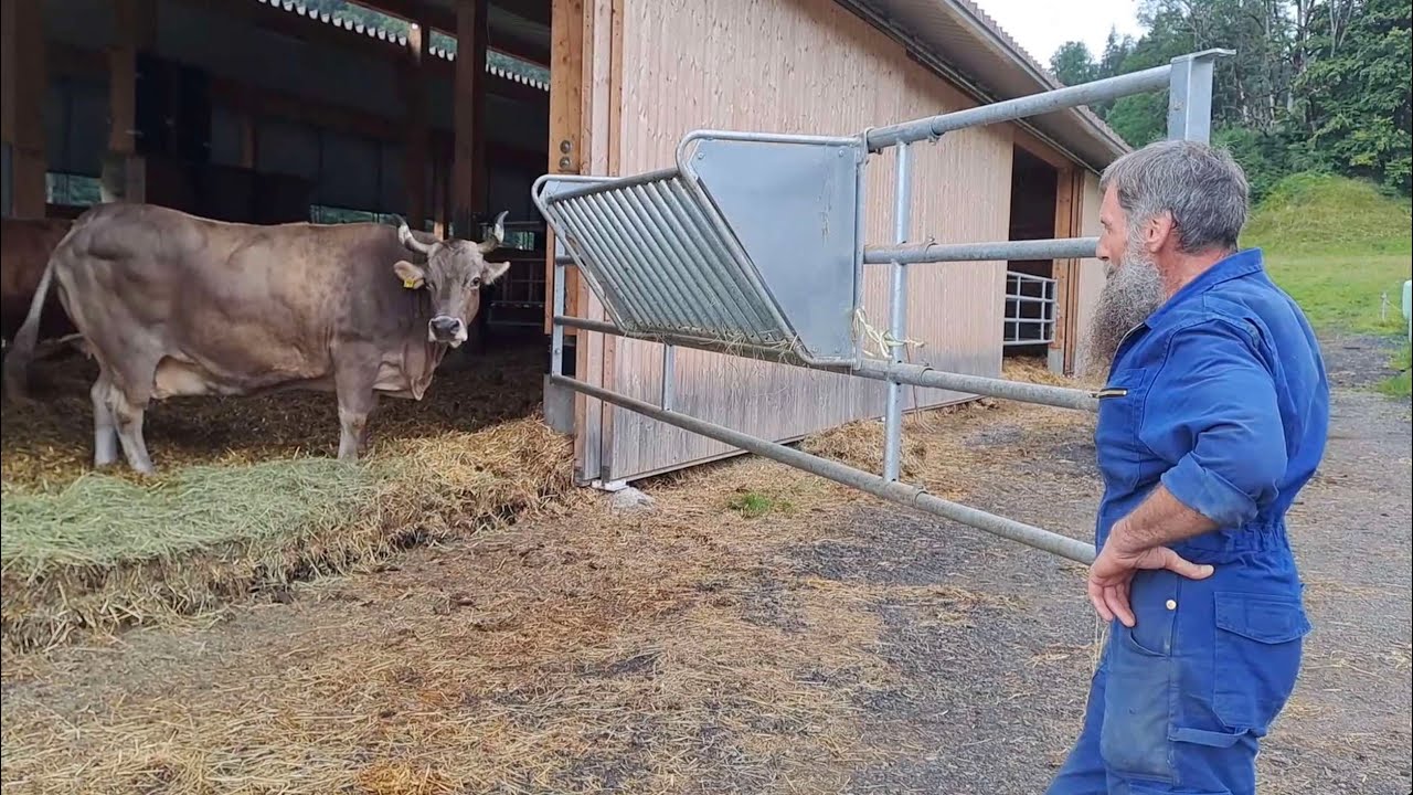 Vom Stall auf die Weide - jede Kuh in ihrem Tempo 🐮 - YouTube
