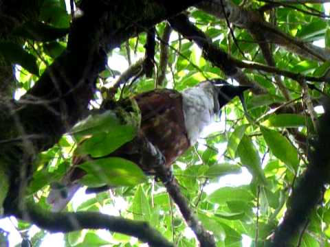 Three wattled bellbird. - YouTube