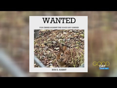 WANTED: Bun. E. Rabbit accused of eating cucumber in garden | Good Day ...