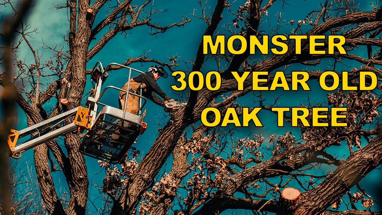 Cutting Down 300 Year Old Monster Oak - YouTube