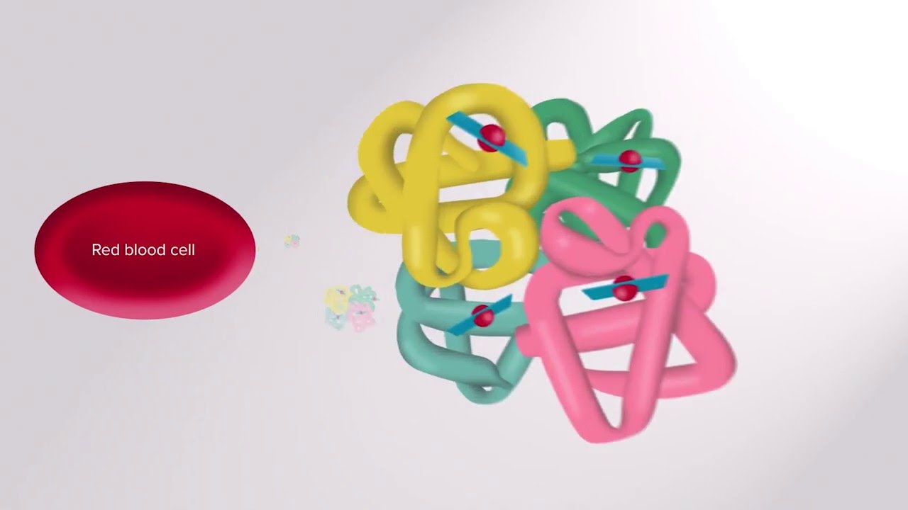 Biology study with HSC Study Lab - A sneak peek - YouTube