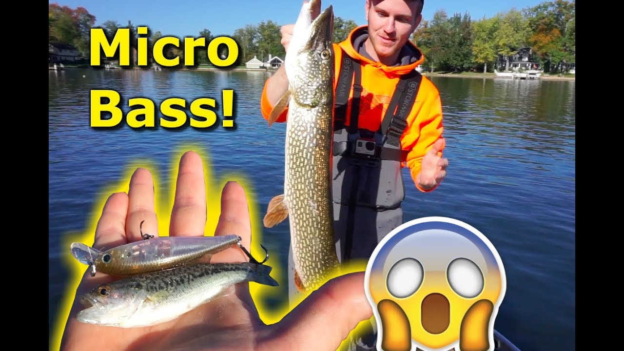 MICRO Bass and my BIGGEST Pike Ever!! - YouTube