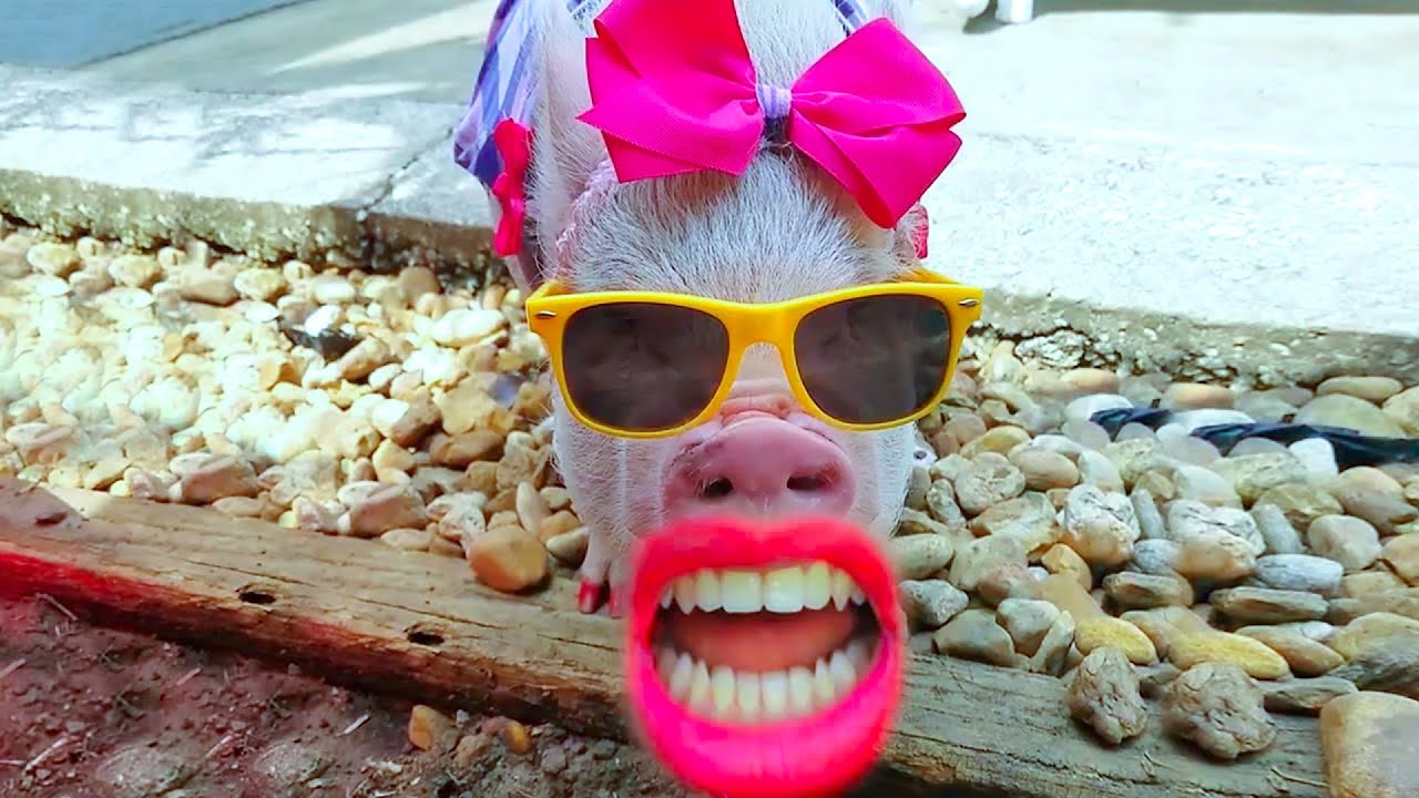 Do pigs cry OINK Funny Pigs With Human Mouth - YouTube