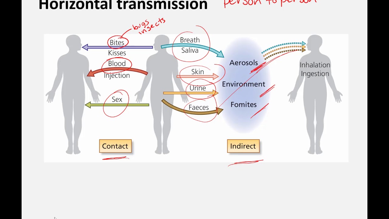 Virus Transmission (and Tissue Tropism) - YouTube