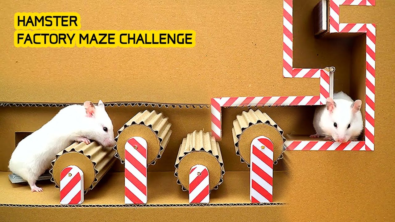 Hamster Adventure👻Super cool Maze Challenge - YouTube