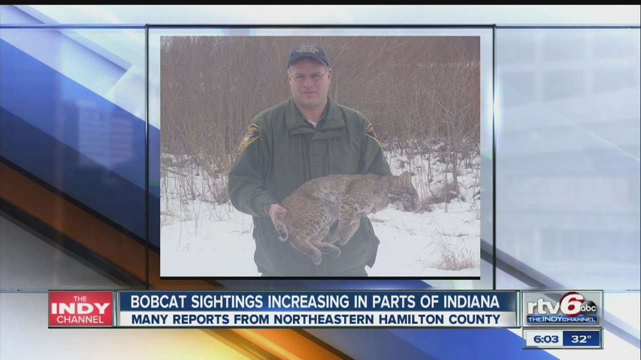 Are Bobcats In Indiana