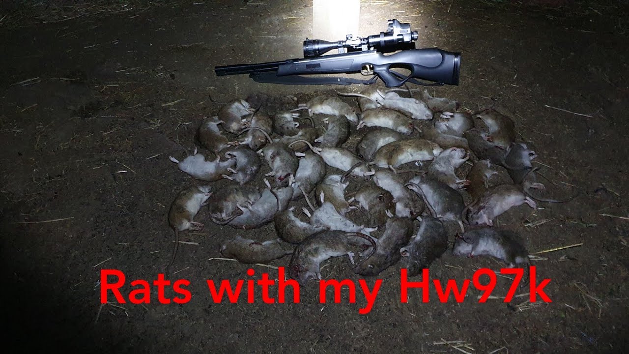 Blitzing Rats with HW97K 177 - YouTube