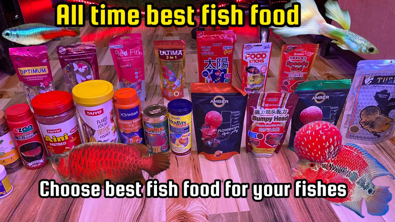 Best fish food for all fish | which food is best for your fish | all ...