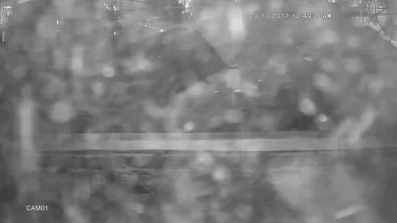 prasad mhatre, Prathamesh Patils friend plants rassi bomb during diwali ...