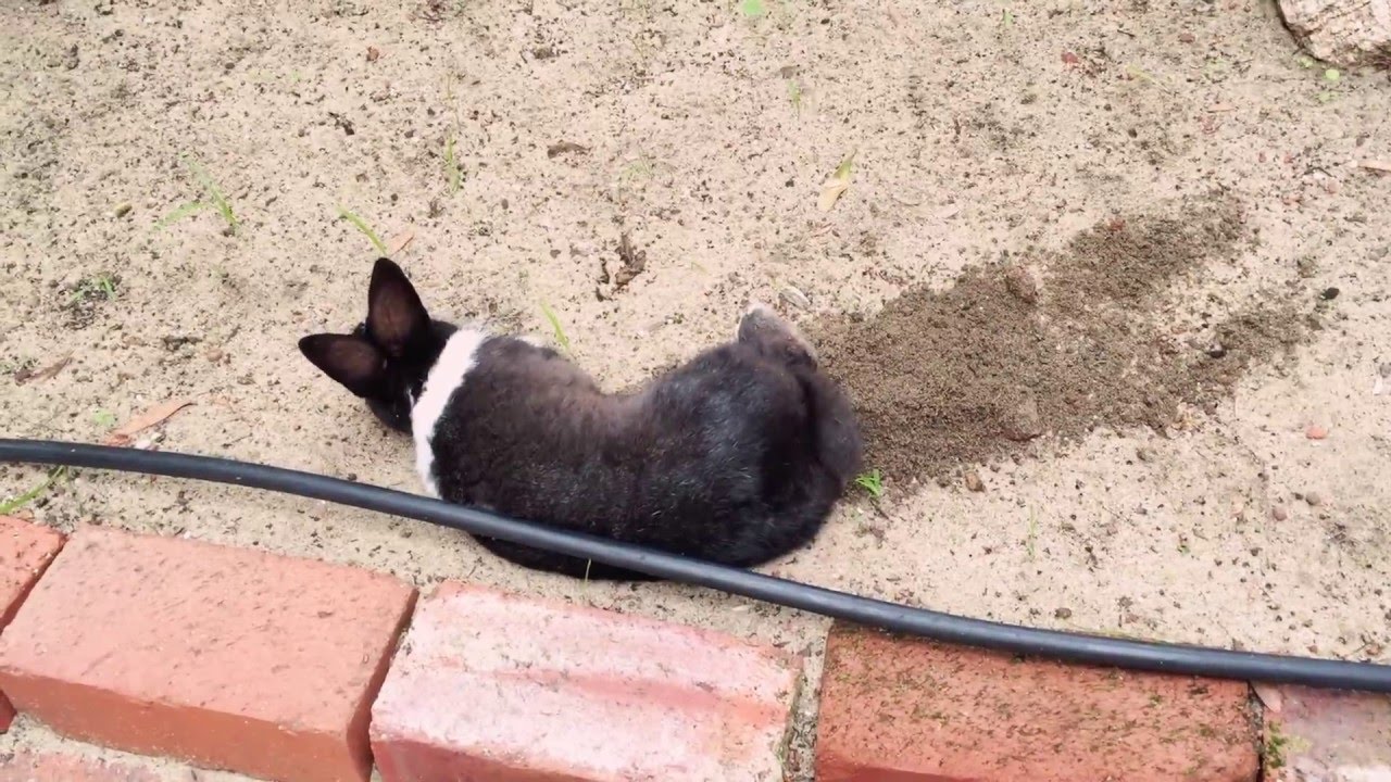 Cute Dutch rabbit digging his own bed - YouTube