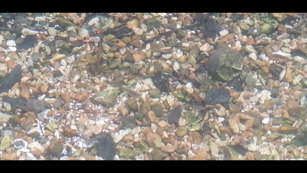 European minnows spawning in a chalk stream. - YouTube