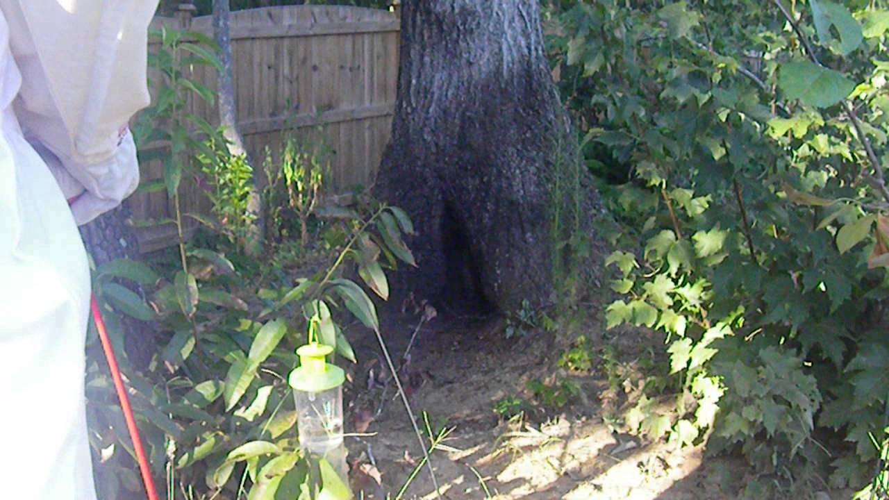 Attacking a Bell Hornet Nest - YouTube