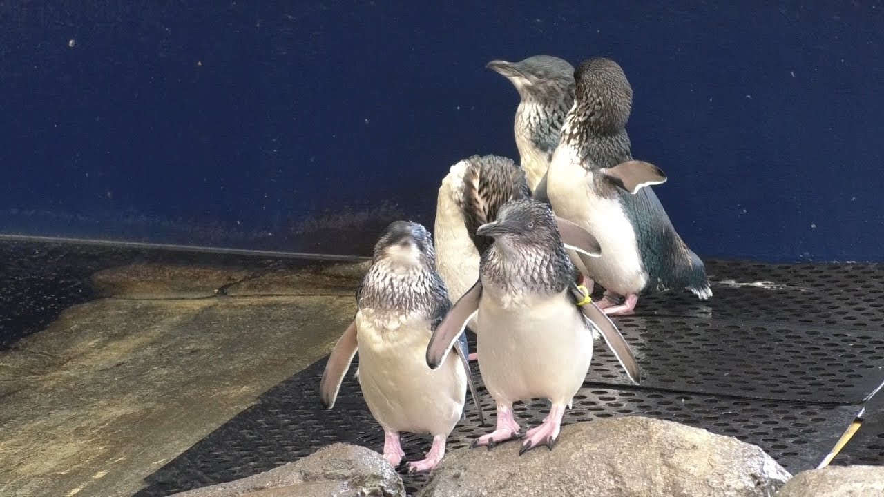 The Smallest Penguins In Europe Move Into Their New Home - YouTube