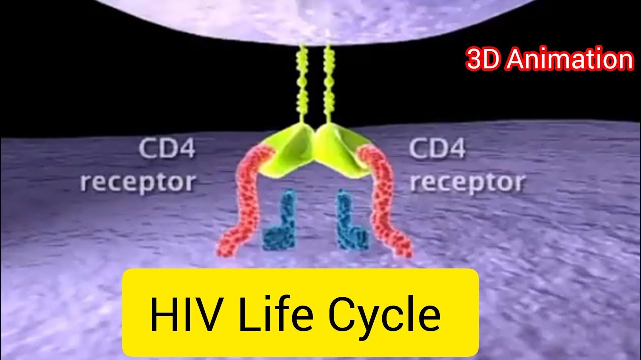 HIV Life Cycle | 3D Animation - YouTube