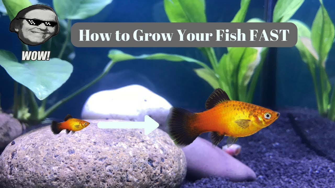How To Grow Fish Fast - YouTube
