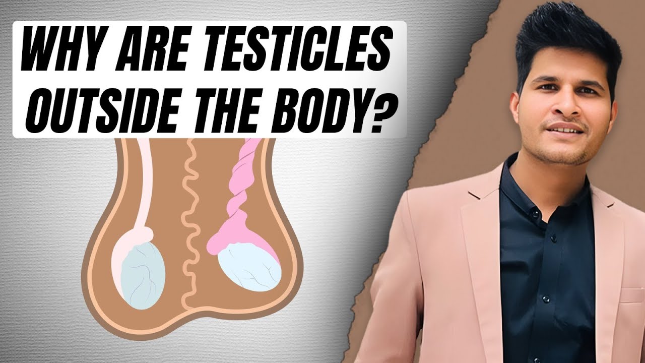 Why testis outside our body #sciencebyneerajjangid - YouTube