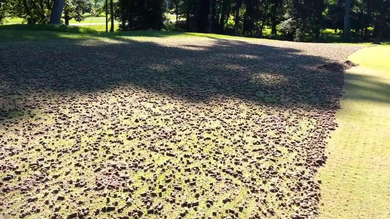 Greens aeration core removal on a shaded green - YouTube