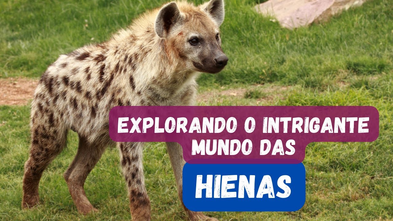 HIENAS - COM MANDÍBULAS PODEROAS E RISADAS INTRIGANTES CONHEÇA A VIDA ...