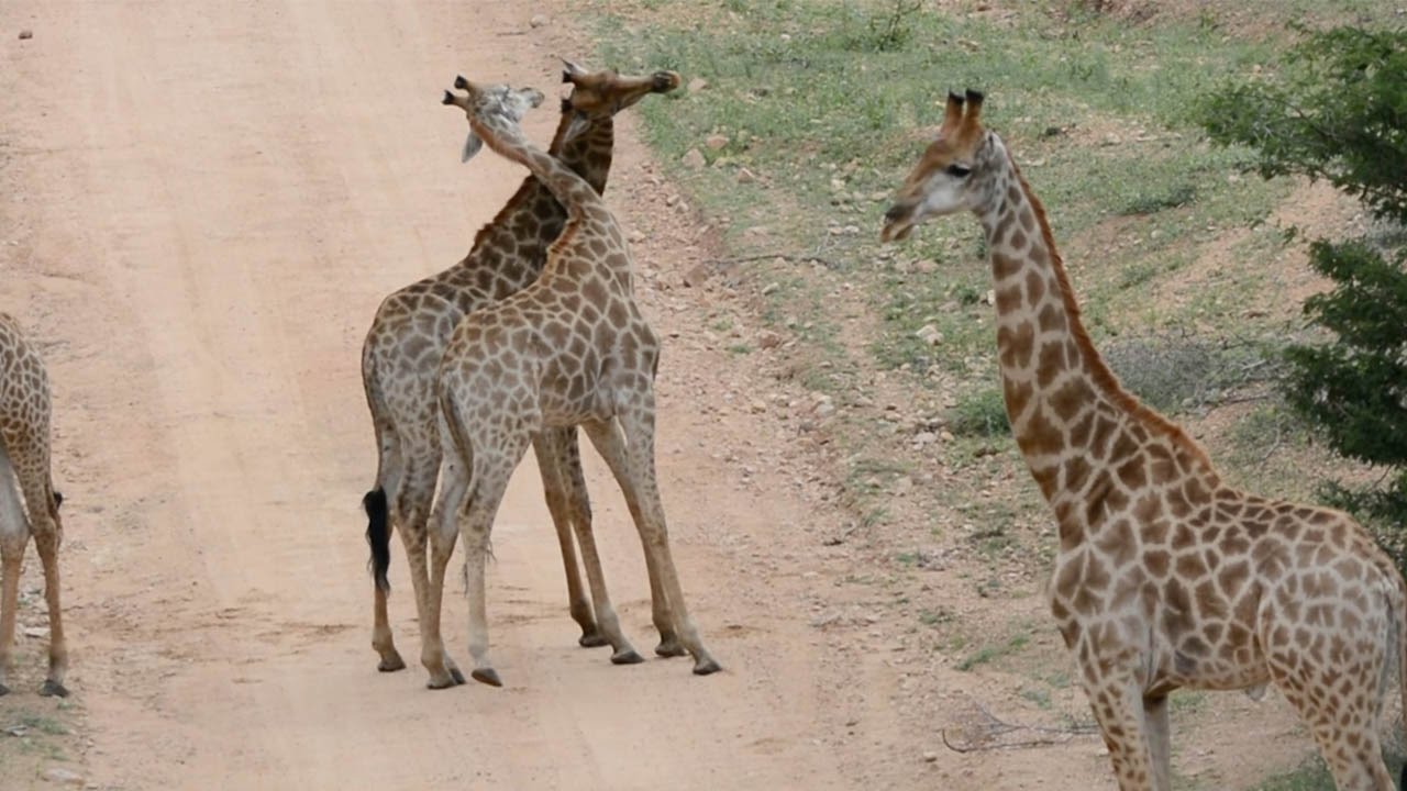 Giraffe's Fighting Against Each Other - YouTube