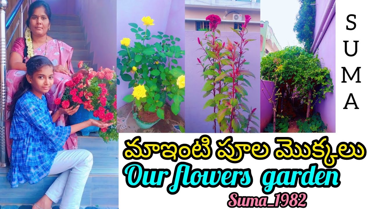 #మాఇంటి పూల మొక్కలు చూడండి ఫ్రెండ్స్ బాగున్నాయా? #flowers garden # ...
