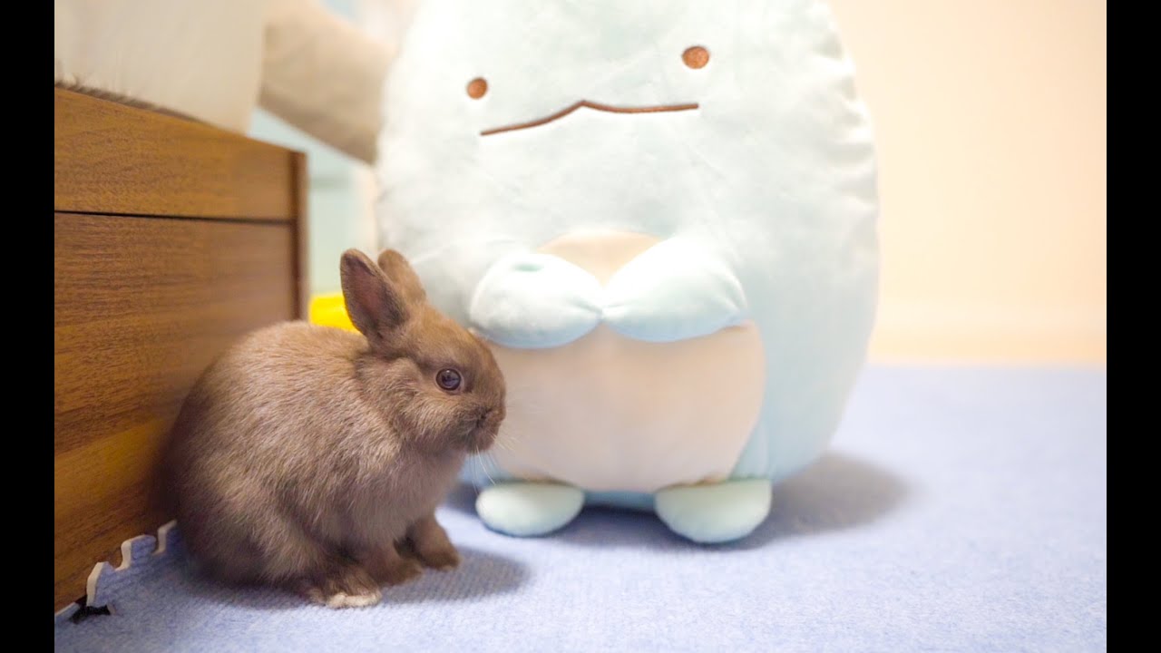 【Japan】Very cute rabbit!!♡My child's daily life♡ - YouTube