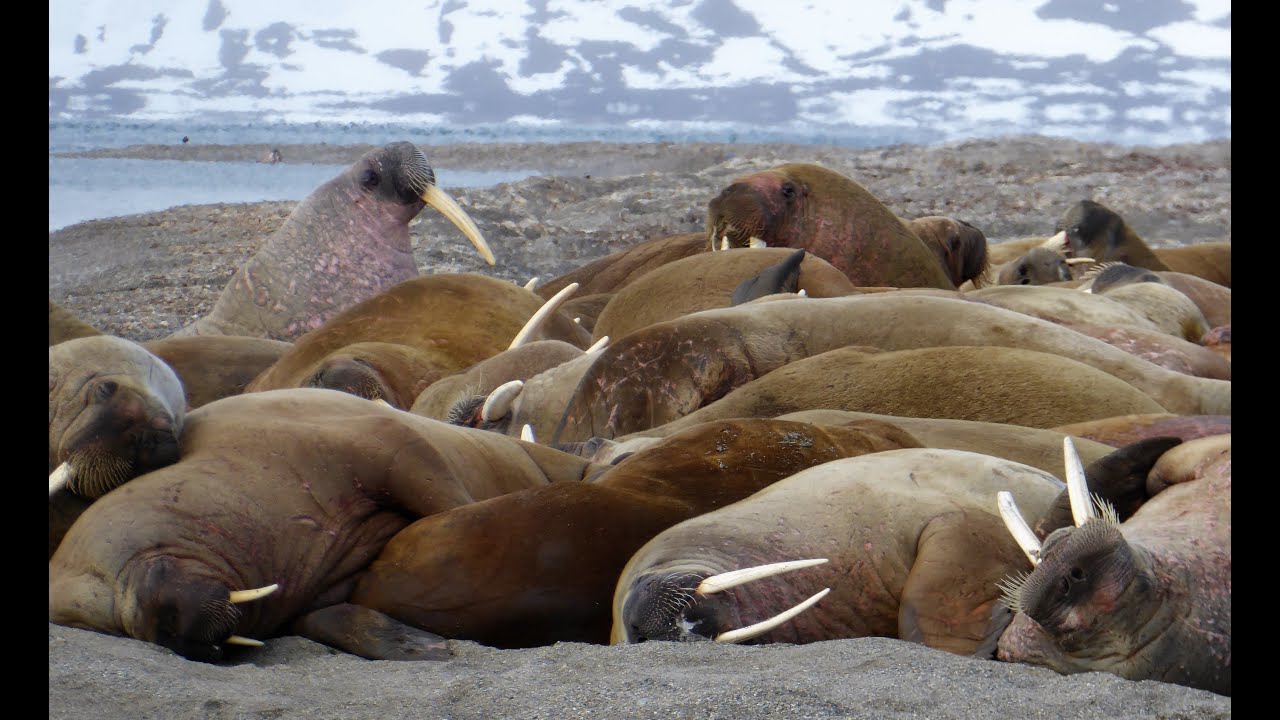 Walruses of Svalbard, Norway - YouTube