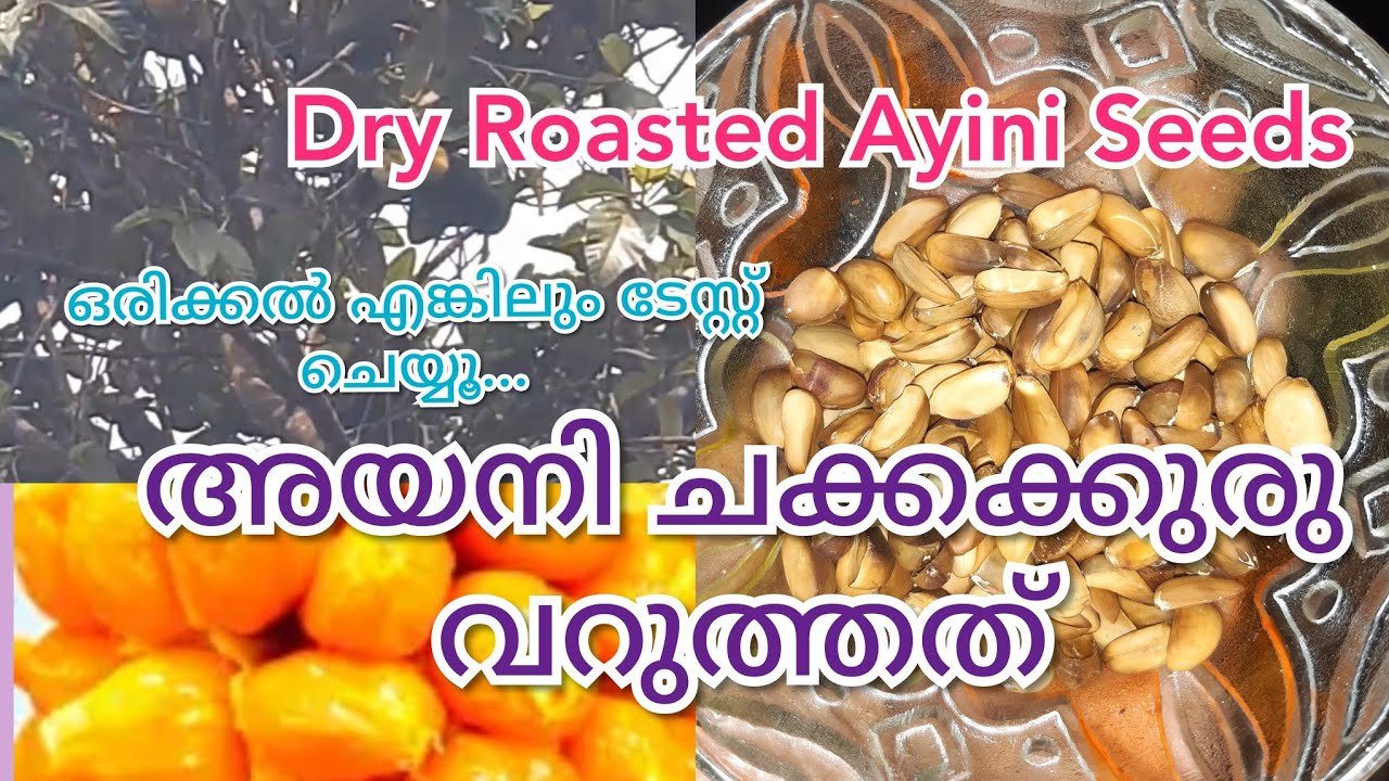 Dry Roasted Wild Jack Fruit seeds/ ayini/anjili seeds/അയനി ചക്കക്കുരു ...