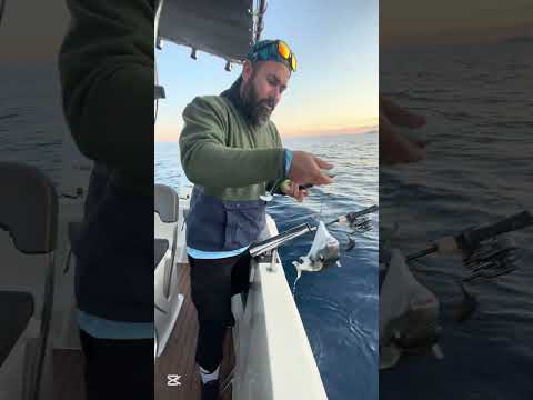 Balon balığı nasıl kesilir #balik #fishing #bluefish #fish #carpfishing #bluefin #ocean #boating