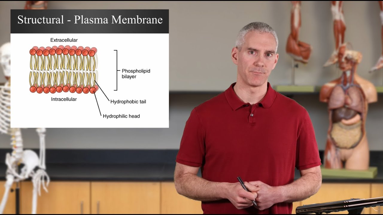 Cell Theory and Cell Membrane (Ch03 - Slides01-11) - YouTube