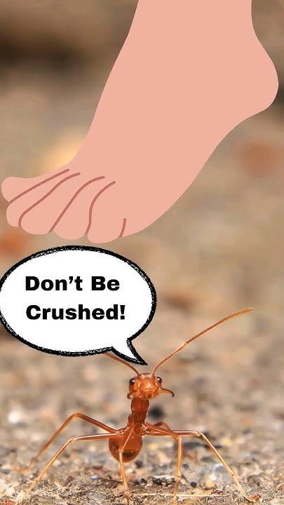 The Ant Mentioned In The Quran #islam #knowledge - YouTube