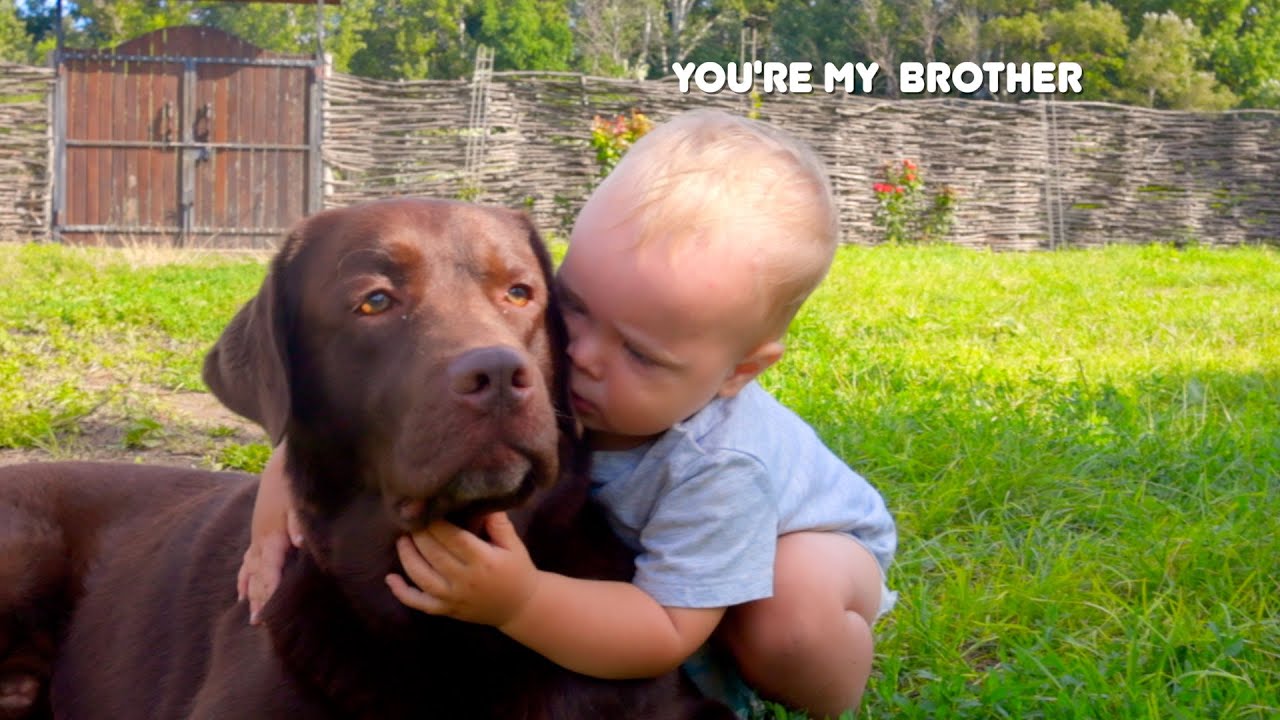 Pure Love! Baby's Sweet Labrador Retriever Hug! - YouTube