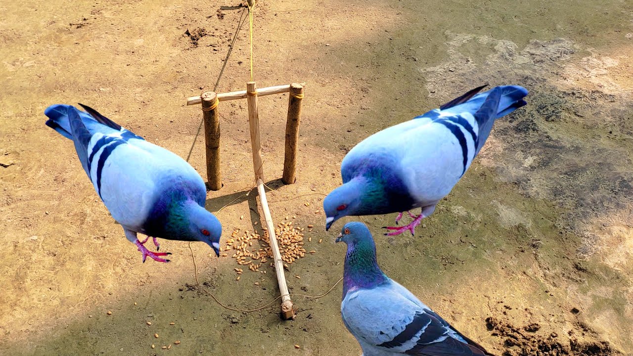 How To Make The Pigeon Trap/Wild Man Create Amazing Bird Trap/Pigeon ...