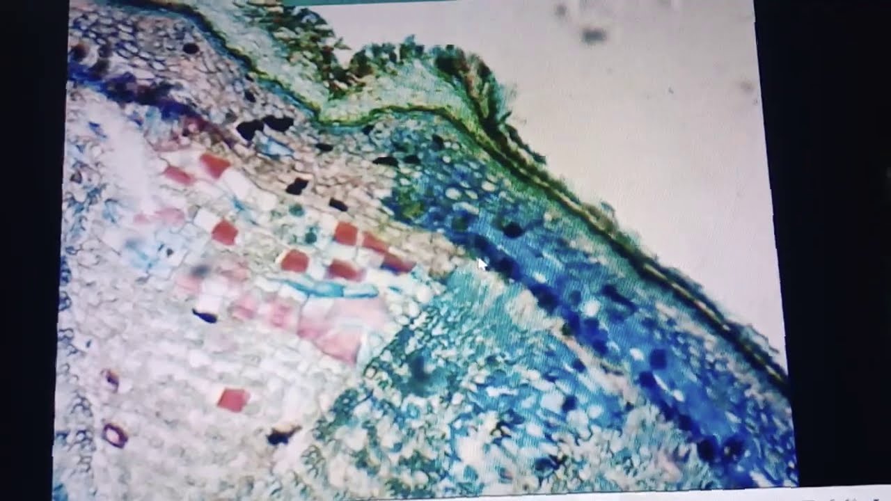 Tilia stem under microscope - YouTube